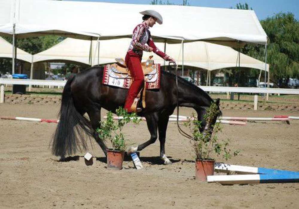 Brentwood Riding Lessons Gallery | Equestrian Show Teams Photos
